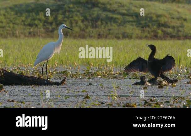 A pygmy cormorant on a log floating in a lily pond at the Lake Kerkini ...