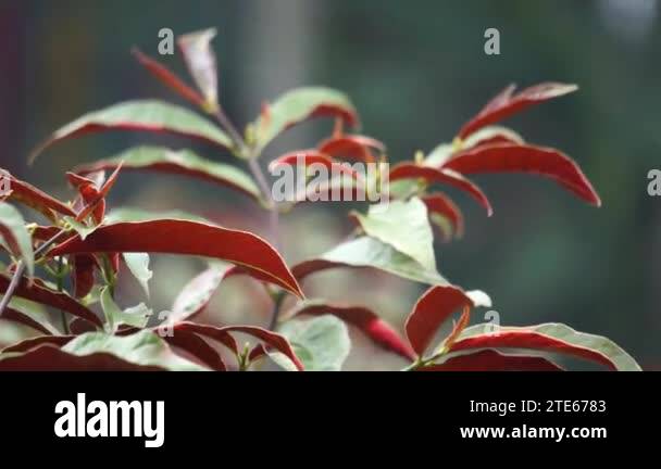 Excoecaria cochinchinensis (Chinese croton, blindness tree, buta buta ...