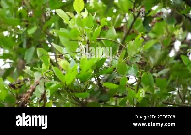 Erythrina fusca (Also called purple coraltree, gallito, bois immortelle ...