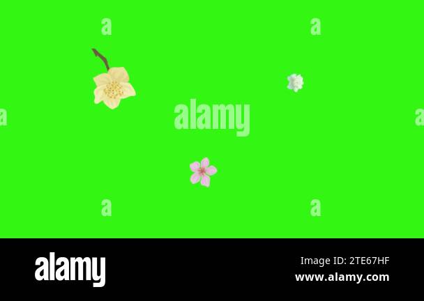 Group of spring flowers animation elements on green screen chroma key Stock Video Footage - Alamy