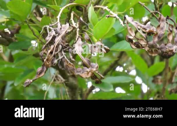 Erythrina fusca (Also called purple coraltree, gallito, bois immortelle ...