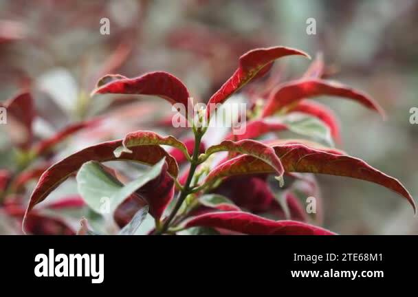Excoecaria cochinchinensis (Chinese croton, blindness tree, buta buta ...