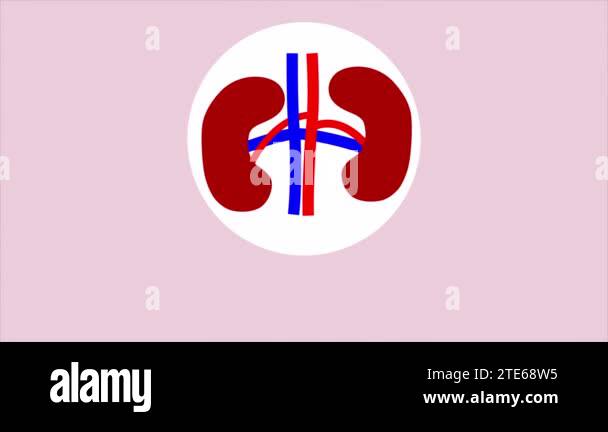 Kidney shape vector Stock Videos & Footage - HD and 4K Video Clips - Alamy