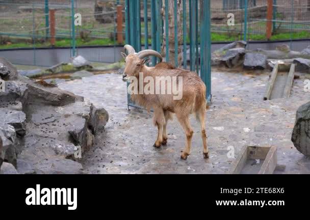 a beautiful goat in its lair facing the light on the eco-farm Stock ...