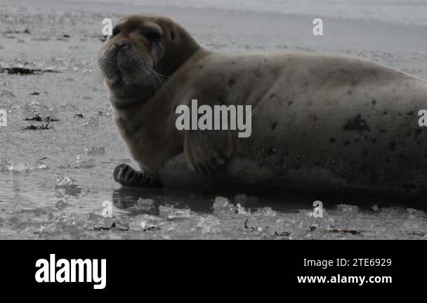 seal resting on an ice floe. The bearded seal, also called the square ...
