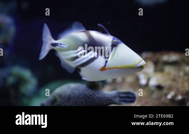 Humu Stock Videos & Footage - HD and 4K Video Clips - Alamy
