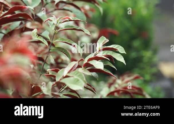 Excoecaria cochinchinensis (Chinese croton, blindness tree, buta buta ...
