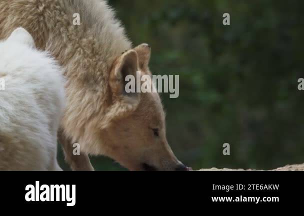 Arctic wolf (Canis lupus arctos), also known as the white wolf or polar ...