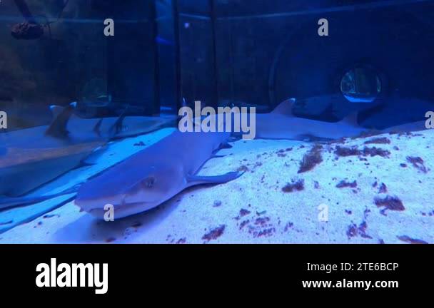 The reef shark (Triaenodon obesus) is the only species of reef sharks ...