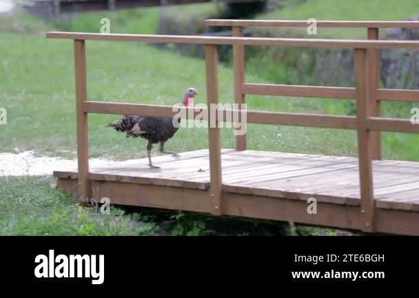 Cross bird Stock Videos & Footage - HD and 4K Video Clips - Alamy