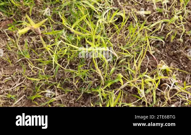 White Cynodon dactylon grass. Its other names Bermuda,Dhoob,durva ...