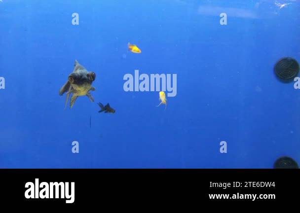 The telescope fish (Carassius auratus), also called dragon eyes, is one ...