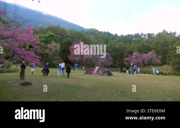 People come to the cherry blossoms in the national park to take ...