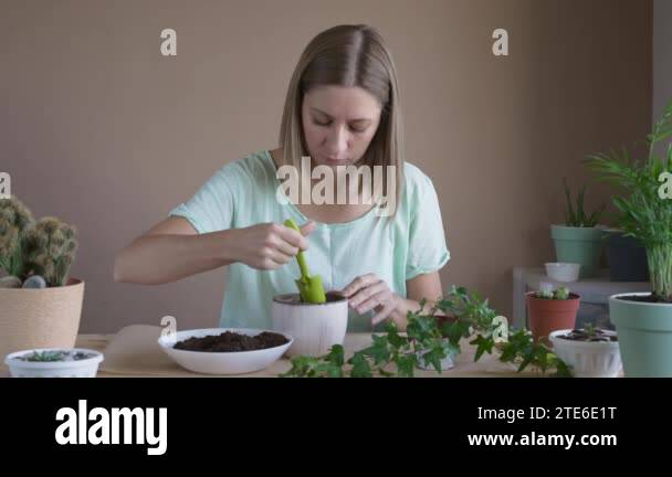 Girl planting a flower in a pot. Woman transplanting indoor plants ...