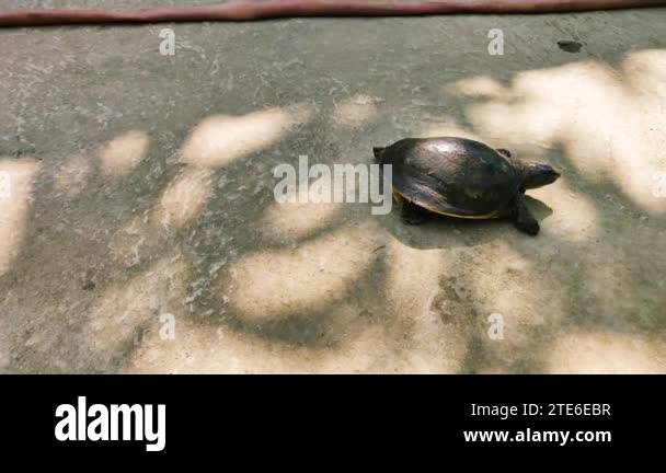 Sea turtles crawling on lawn sunset on summer. Natural sunny on new ...