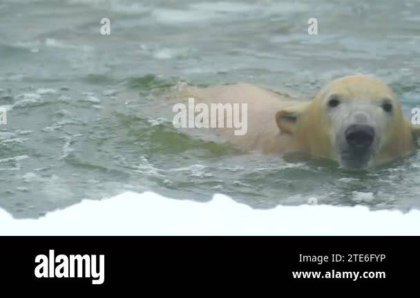 Polar bear in winter landscape at snowfall, swimming in cold water ...