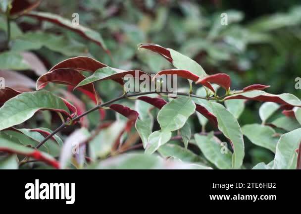 Excoecaria cochinchinensis (Chinese croton, blindness tree, buta buta ...