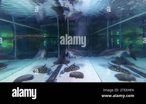 A Iridescent shark (Pangasianodon hypophthalmus - species of shark ...