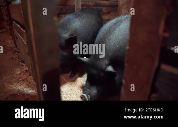 Funny piglet in aviary Stock Videos & Footage - HD and 4K Video Clips ...