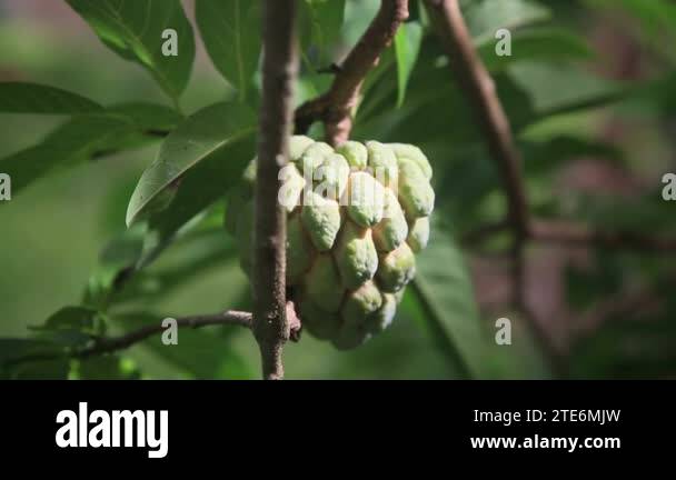 conde, bahia, brasil - january 9, 2022: Pinha Fruit - Annona squamosa ...