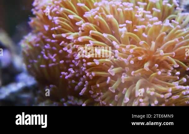 Sea anemones are a group of water dwelling Stock Videos & Footage - HD ...