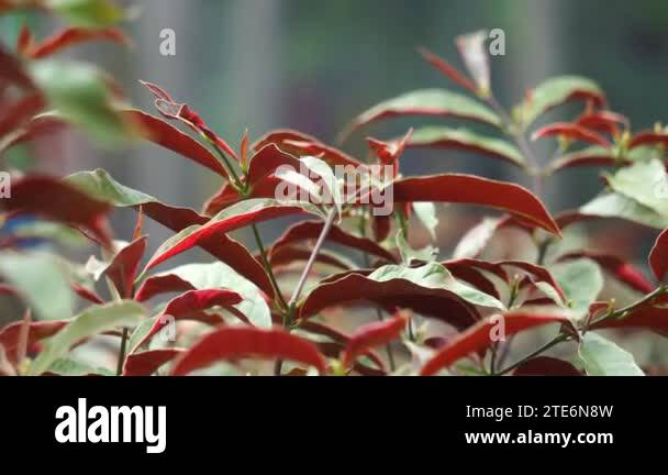 Excoecaria cochinchinensis (Chinese croton, blindness tree, buta buta ...