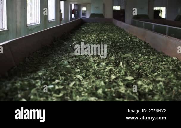 Indigenous production Stock Videos & Footage - HD and 4K Video Clips ...