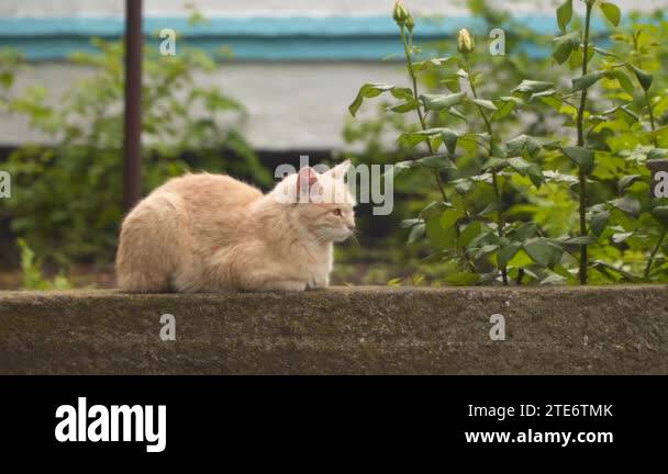 Ginger cat on ginger fence Stock Videos & Footage - HD and 4K Video ...