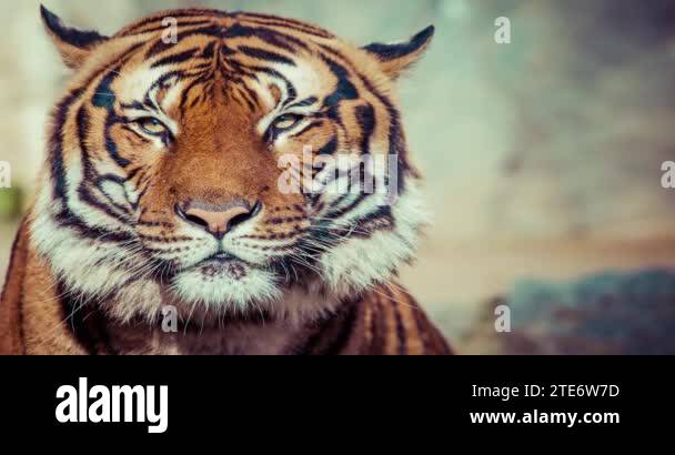 Tigers face to face Stock Videos & Footage - HD and 4K Video Clips - Alamy