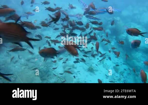4K.Damselfish and puffer fish underwater in sea.Lagocephalus sceleratus ...