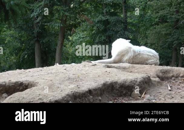 Portrait timber wolf Stock Videos & Footage - HD and 4K Video Clips - Alamy