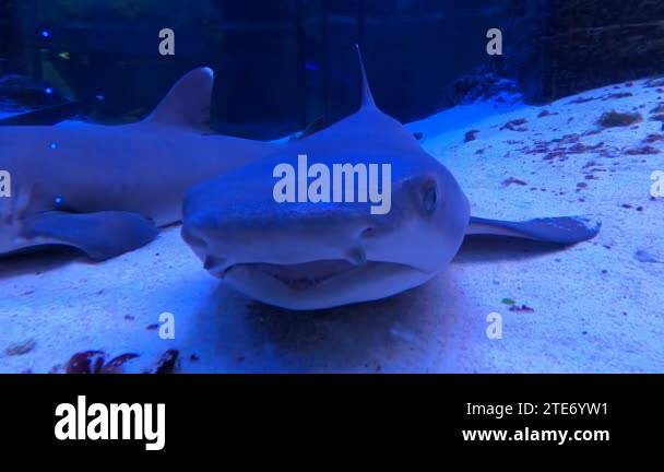 Species of sharks Stock Videos & Footage - HD and 4K Video Clips - Alamy