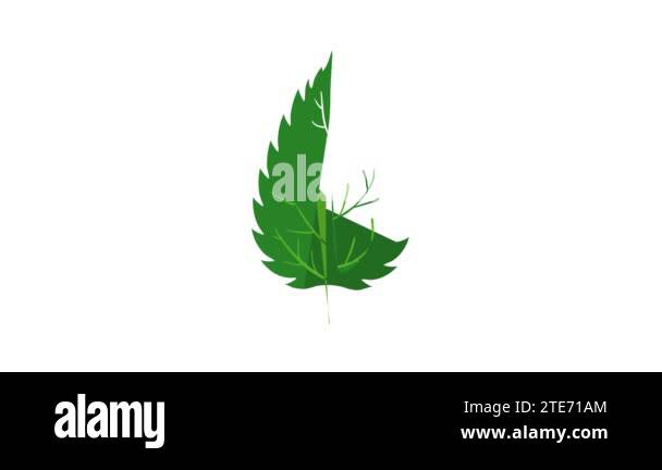 Stinging nettle botanical illustration Stock Videos & Footage - HD and ...