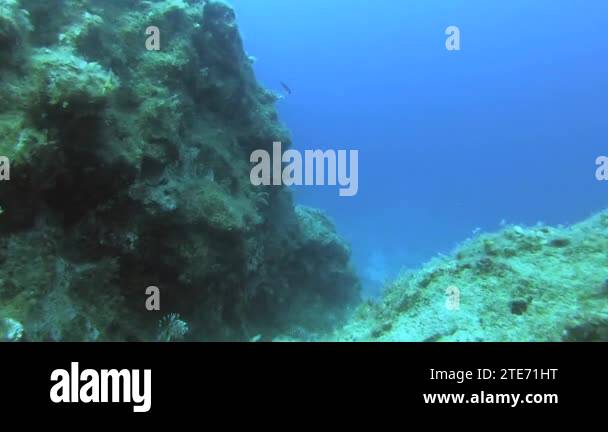 Lionfish pterois is a venomous marine fish.Also called firefish ...