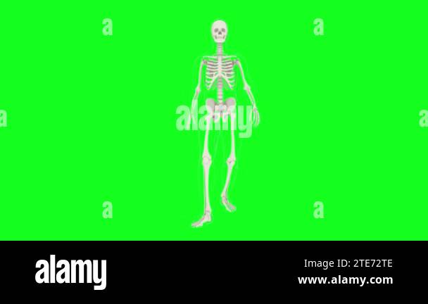 Human skeleton with silhouette steps forward. Walking skeleton ...