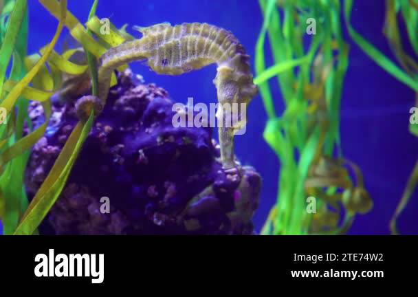 Seahorse swims in a marine aquarium, holding its tail on algae Stock ...
