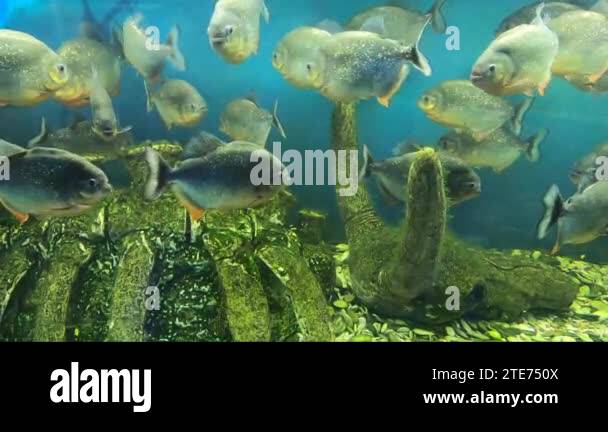Group of red-bellied piranhas are swimming in fish tank. Red piranha ...