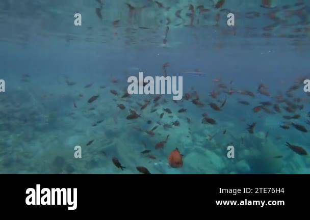 4K.Damselfish and puffer fish underwater in sea.Lagocephalus sceleratus ...