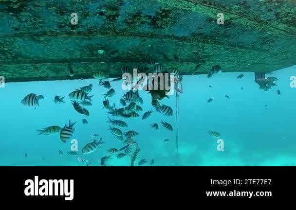 Many tropical fish under the bottom of the speedboat, fish eat ...