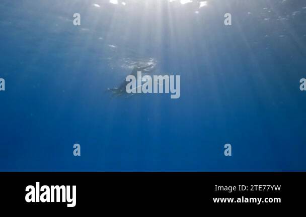 4K.Bottom view of a man and a woman swimming in deep sea water.Male and ...
