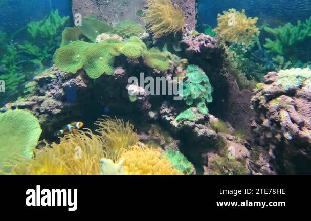 Amphiprion sebae Stock Videos & Footage - HD and 4K Video Clips - Alamy