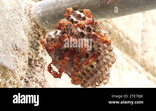 Wasps move here and there in the wasp's nest. wasp (Ropalidia marginata ...