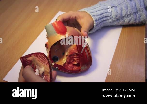 Close-up pupils hands are examining the biological model of the heart ...