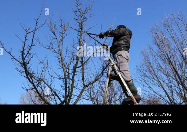 Farmer is pruning branches of fruit trees in orchard using long loppers ...