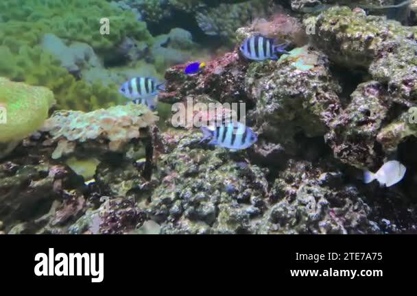 Sergeant major (Abudefduf saxatilis) fish swimming in sea water ...