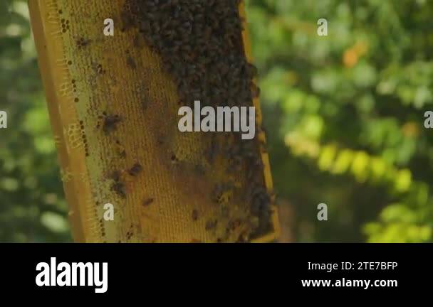 Inspection by the beekeeper of the frame with honeycomb in the apiary ...