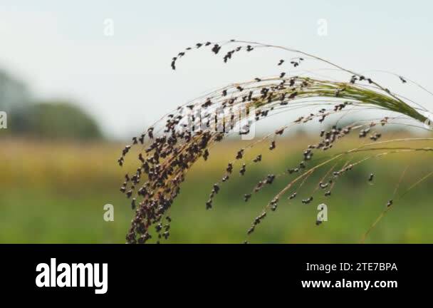 Growing proso millet in agriculture. Plant of Panicum Miliaceum ...