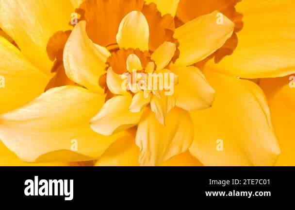 Texture daffodil Stock Videos & Footage - HD and 4K Video Clips - Alamy
