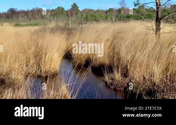 Winter in surrey Stock Videos & Footage - HD and 4K Video Clips - Alamy