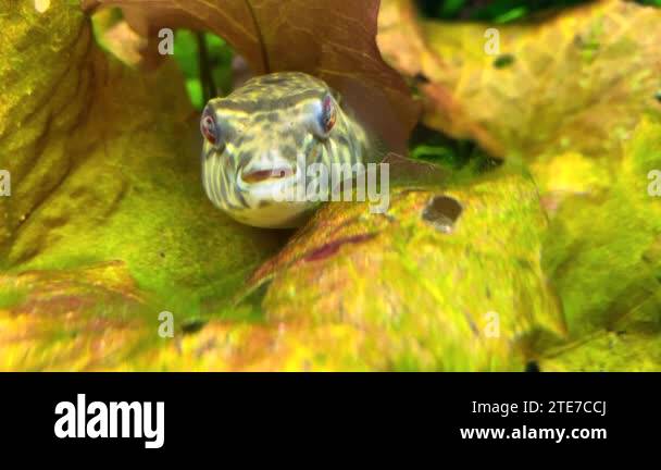 Pufferfish slowly swims between plants leaves. Puffer fish with black ...